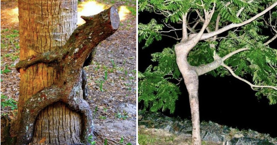 Simply 13 sexy trees - The Poke