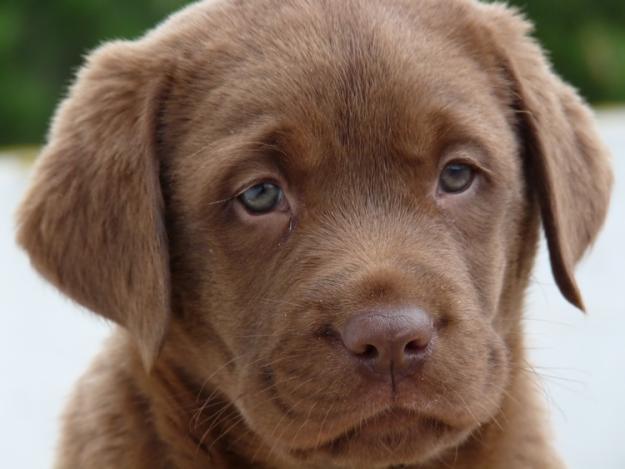 Dog removed from murder trial for being too adorable - The Poke