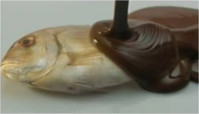 fish chocolate - The Poke - The Poke