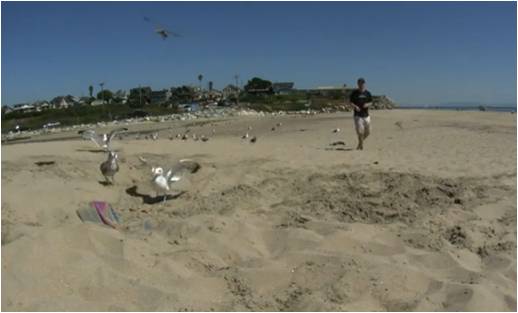 How to catch a seagull - The Poke