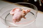 Secret behind ear grown on mouse revealed - The Poke
