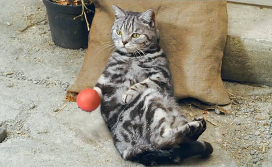 Cravendale - Cats with Thumbs - The Poke