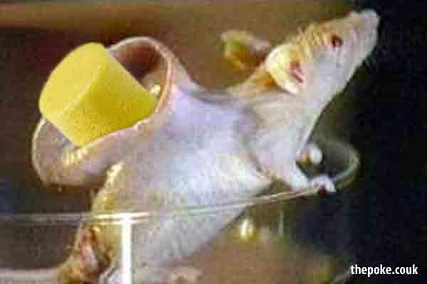Mouse with ear on back 'crippled by paranoia' - The Poke