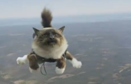Skydiving Cats - The Poke