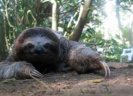 Terrifying Footage Of A Sloth Attack - The Poke