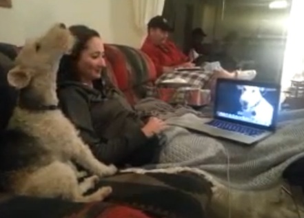 Two Dogs Skype-ing Each Other - The Poke