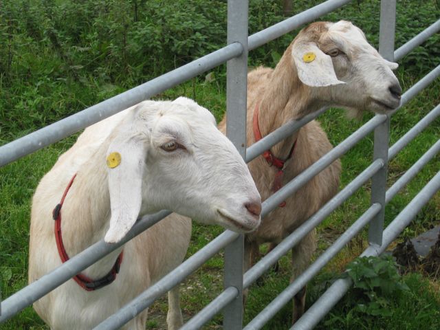 Goats Yelling Like Humans [Compilation] - The Poke