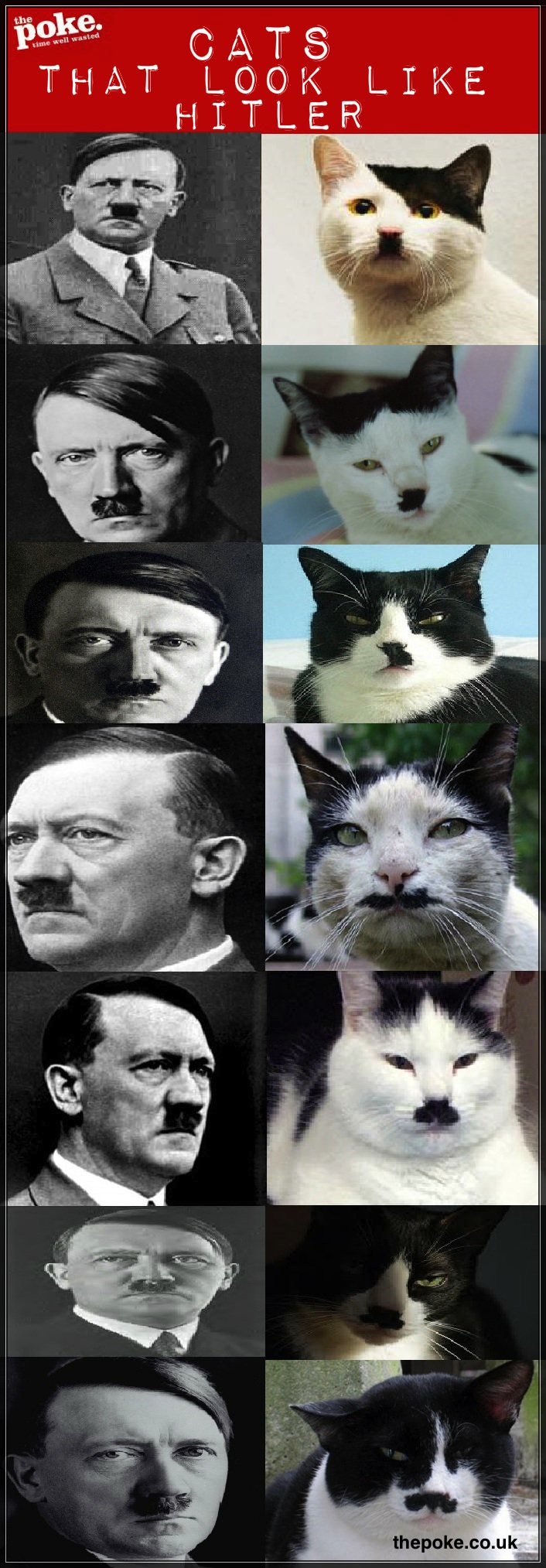 Cats that look like Hitler - The Poke