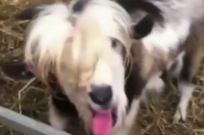 Goats Yelling Like Humans: Part 2 - The Poke