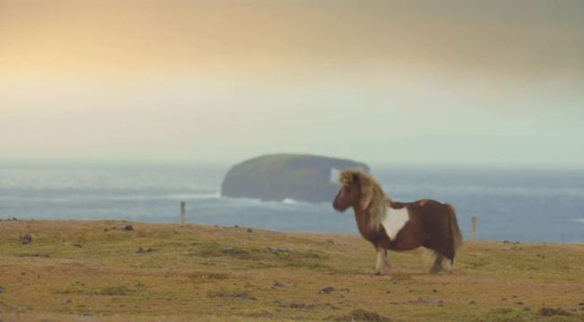 Exclusive: Moonwalking Shetland Pony: The Sequel - The Poke