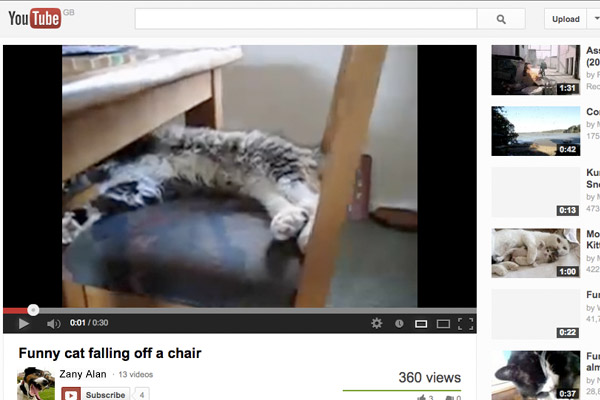 Video Of Cat Falling Off Chair Not Really Worth Sitting Through 30 ...