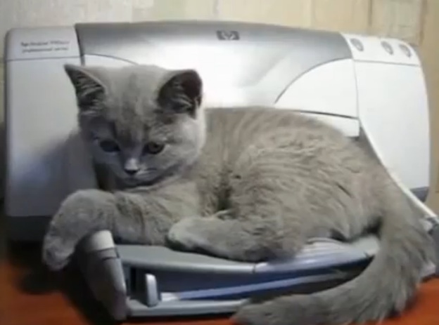 Cat Vs. Printer (And Gravity) - The Poke