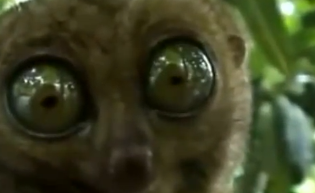 Inception [Animal Version] - The Poke