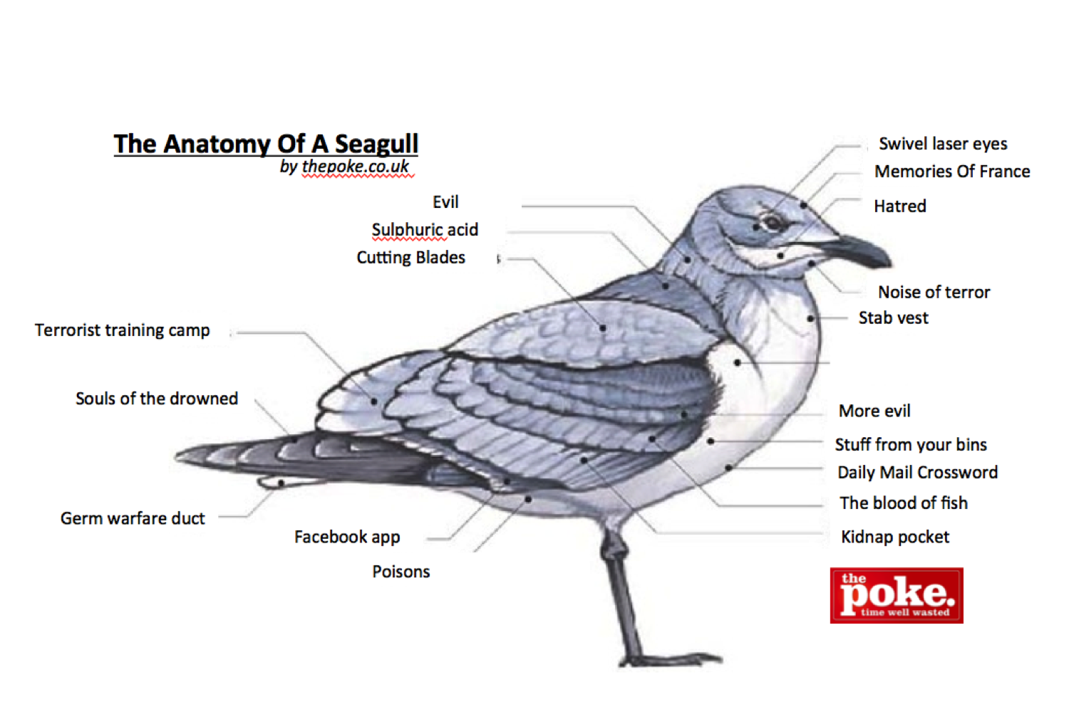 The Anatomy Of A Seagull - The Poke