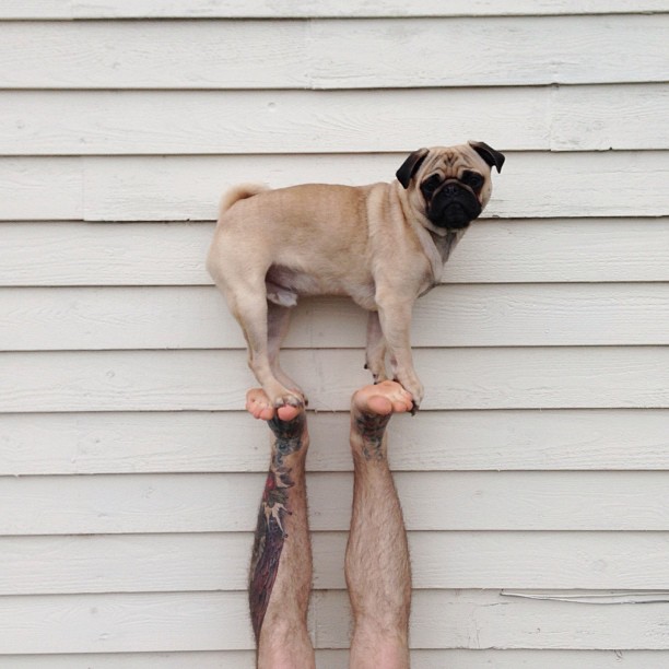 Meet Norm, The Photogenic Pug - The Poke