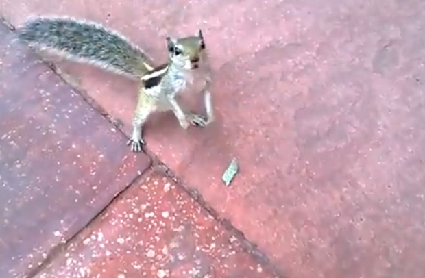 Squirrel Encounter Of The Day - The Poke