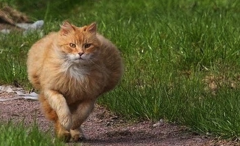 The Best Drift Cats - The Poke