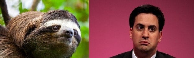 12 Sloths That Look Like Ed Miliband - The Poke