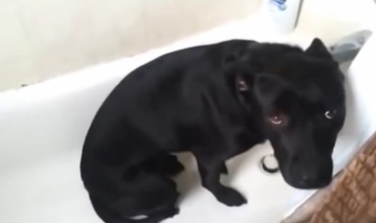The Many Faces of Guilty Dogs [Compilation] - The Poke