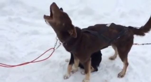 Introducing Blah blah dog - The Poke