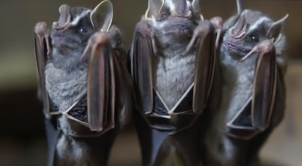 Dancing Bat Brothers - The Poke