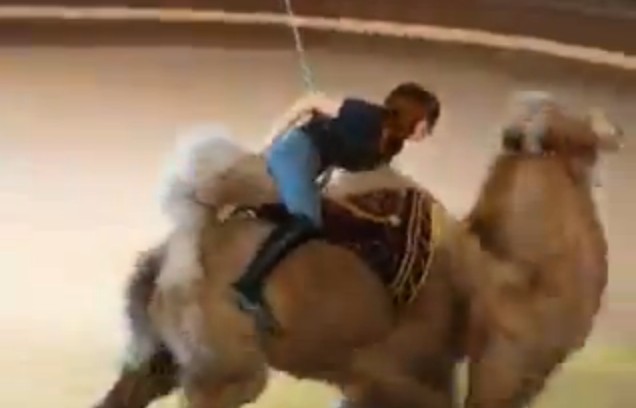 Camel Ride Goes Wrong - The Poke
