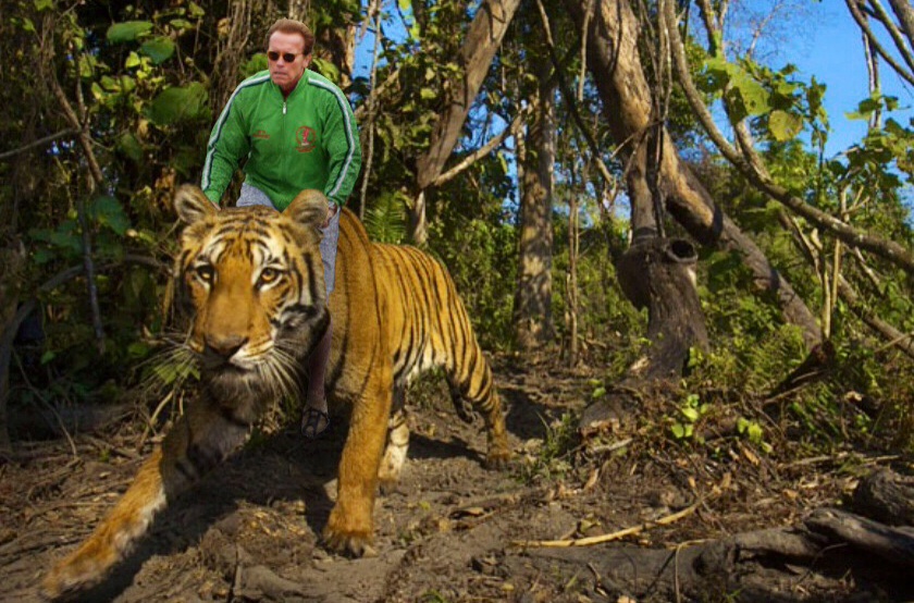 Schwarzenegger rides a massive tiger - The Poke