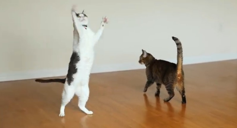 How To Keep Cats Entertained With A Ceiling Fan - The Poke