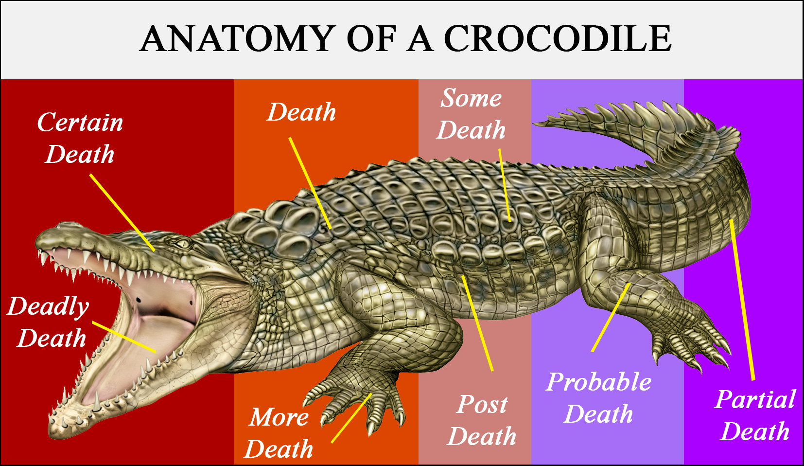 crocodile-anatomy-copy - The Poke - The Poke