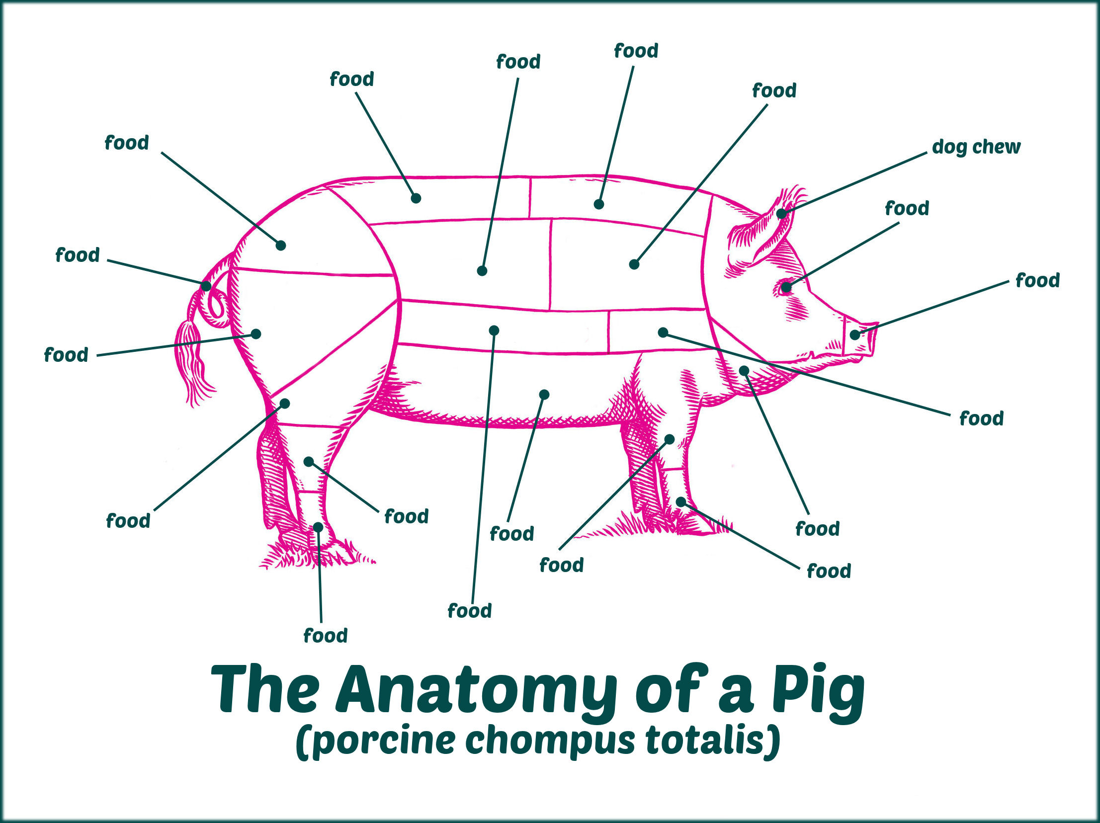 Anatomy of a Pig - The Poke