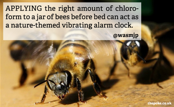 tipsoftheweek_5beealarm - The Poke - The Poke