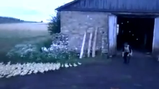 Synchronised Duck-Wrangling In Russia - The Poke