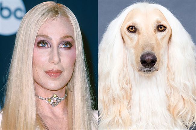 celebrity-dog-cher - The Poke - The Poke