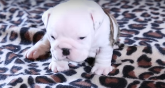 Bulldog Puppy Attempts To Howl - The Poke