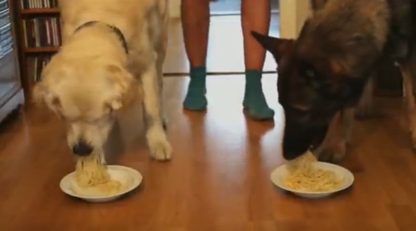 Two Dogs Take Part In A Spaghetti Eating Competition - The Poke