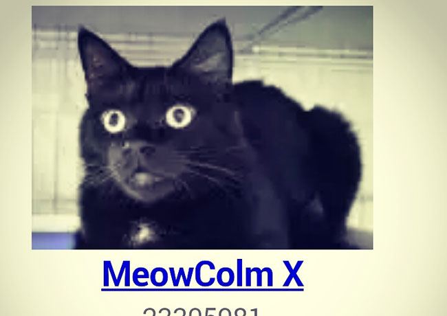 12 Of The Best/Worst Cat Names To Grace The Internet - The Poke