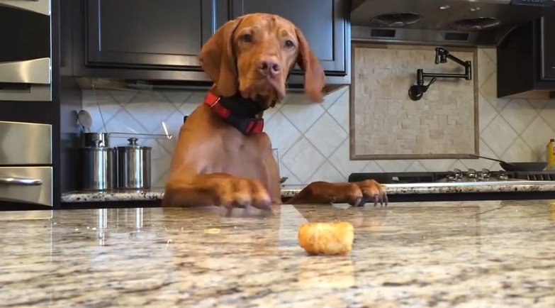 Dog Attempts To Reach Tater Tot - The Poke
