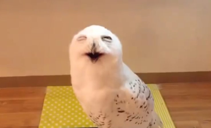 Squinting Owl Of The Day - The Poke