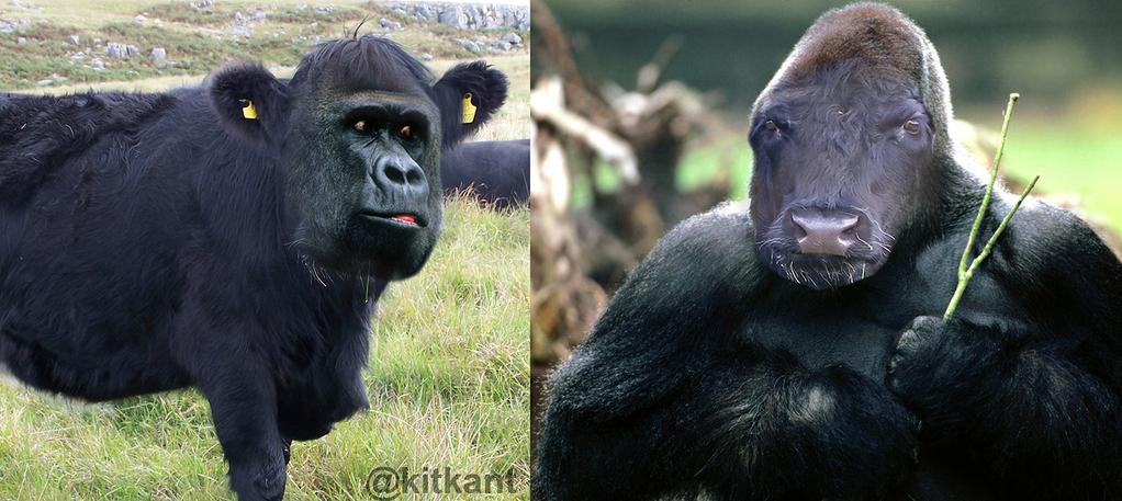 Unnerving Animal Face Swaps - The Poke
