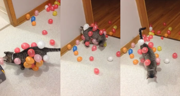 Cat vs. static electricity & balloons - The Poke