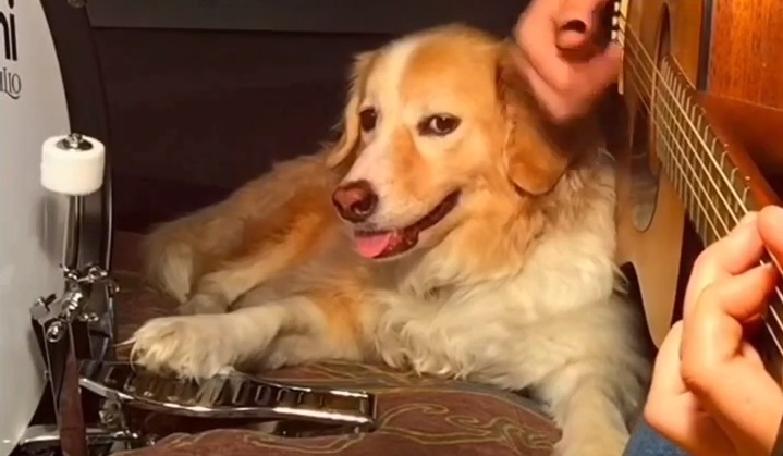 Guitarist and his dog jam together - The Poke