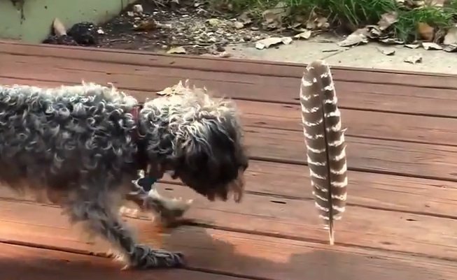 A compilation of dogs vs. feathers - The Poke