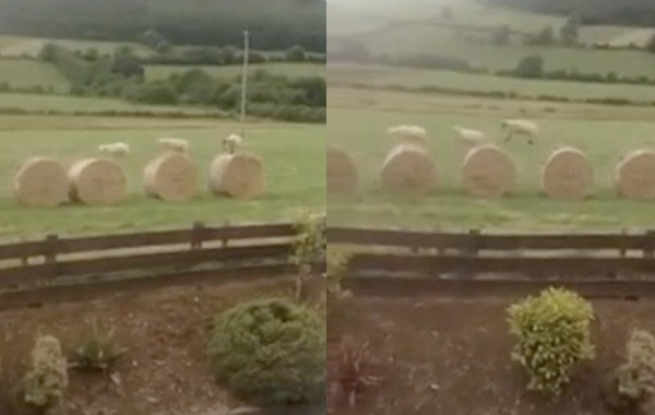 A sheep version of Total Wipeout - The Poke