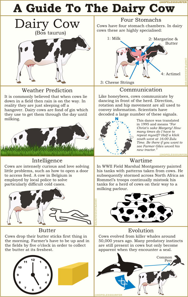 A guide to the dairy cow - The Poke