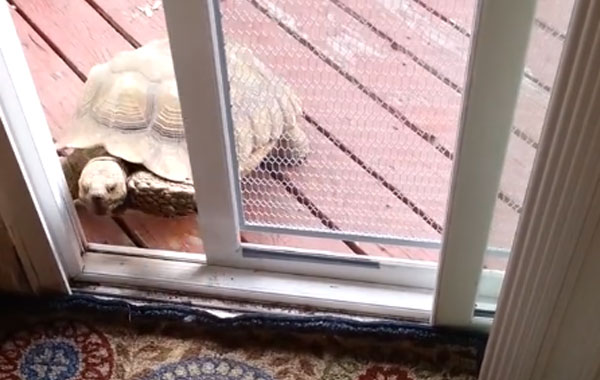 This tortoise is the world's slowest burglar - The Poke
