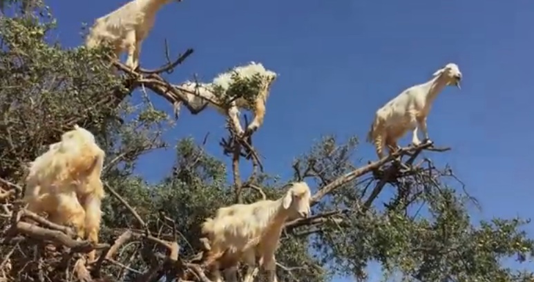 Remarkable footage of the incredibly rare 'goat tree' - The Poke
