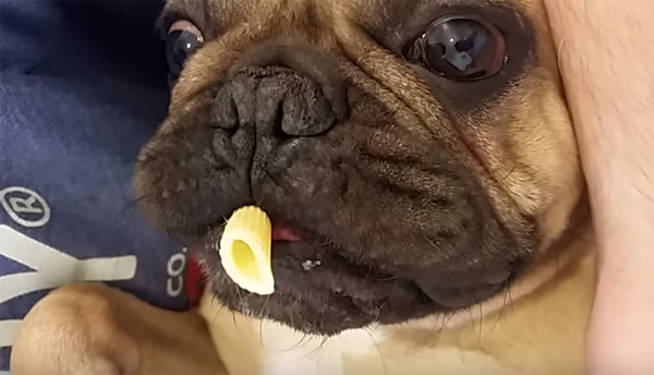 French Bulldog struggles to eat pasta - The Poke
