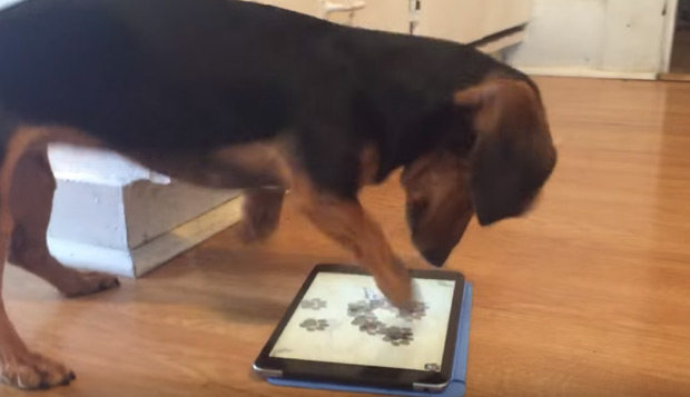 There's now an iPad game for dogs to play - The Poke