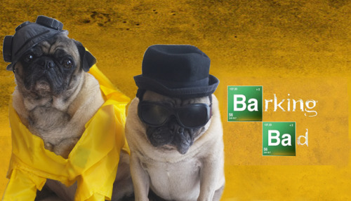 Talented pug recreates popular TV show title sequences - The Poke