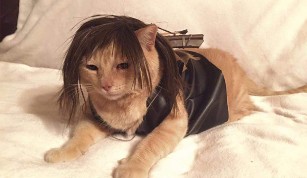 A cat dressed as Daryl from The Walking Dead - The Poke